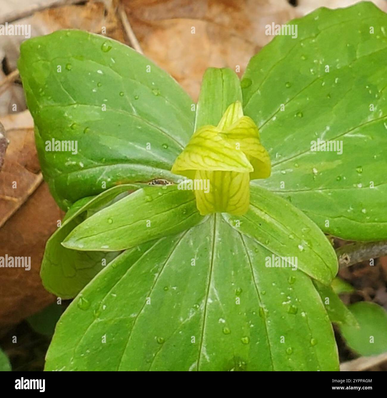 toadshade (Trillium sessile Stock Photo - Alamy