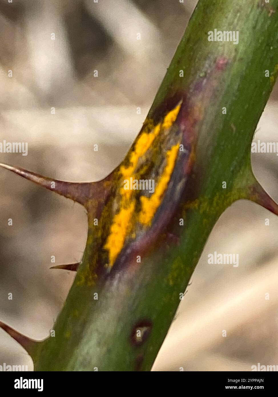 Kuehneola uredinis hi-res stock photography and images - Alamy