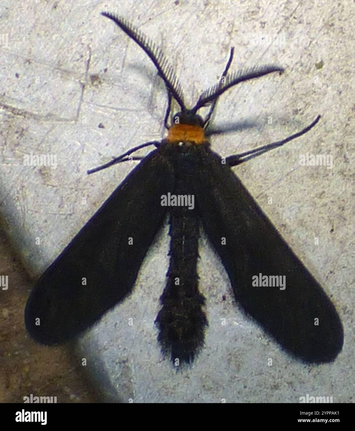 Grapeleaf Skeletonizer Moth (Harrisina americana Stock Photo - Alamy