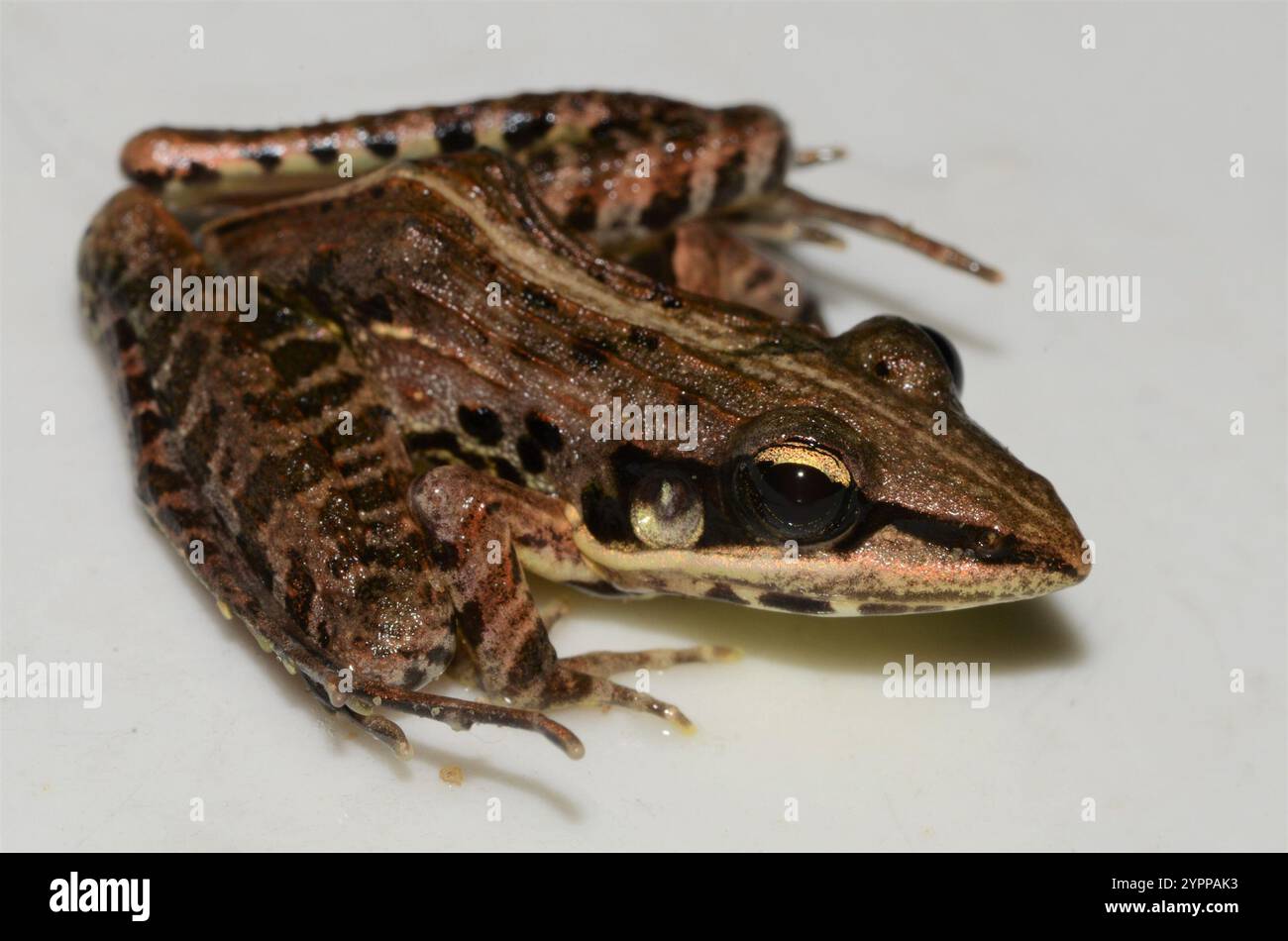 Ridged Frogs (Ptychadena Stock Photo - Alamy