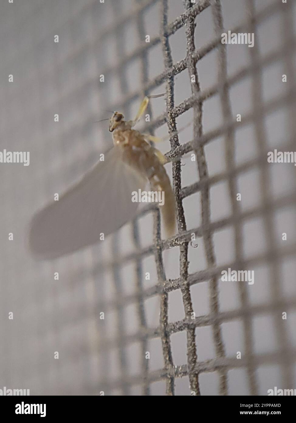 Small Mayflies (Baetidae Stock Photo - Alamy