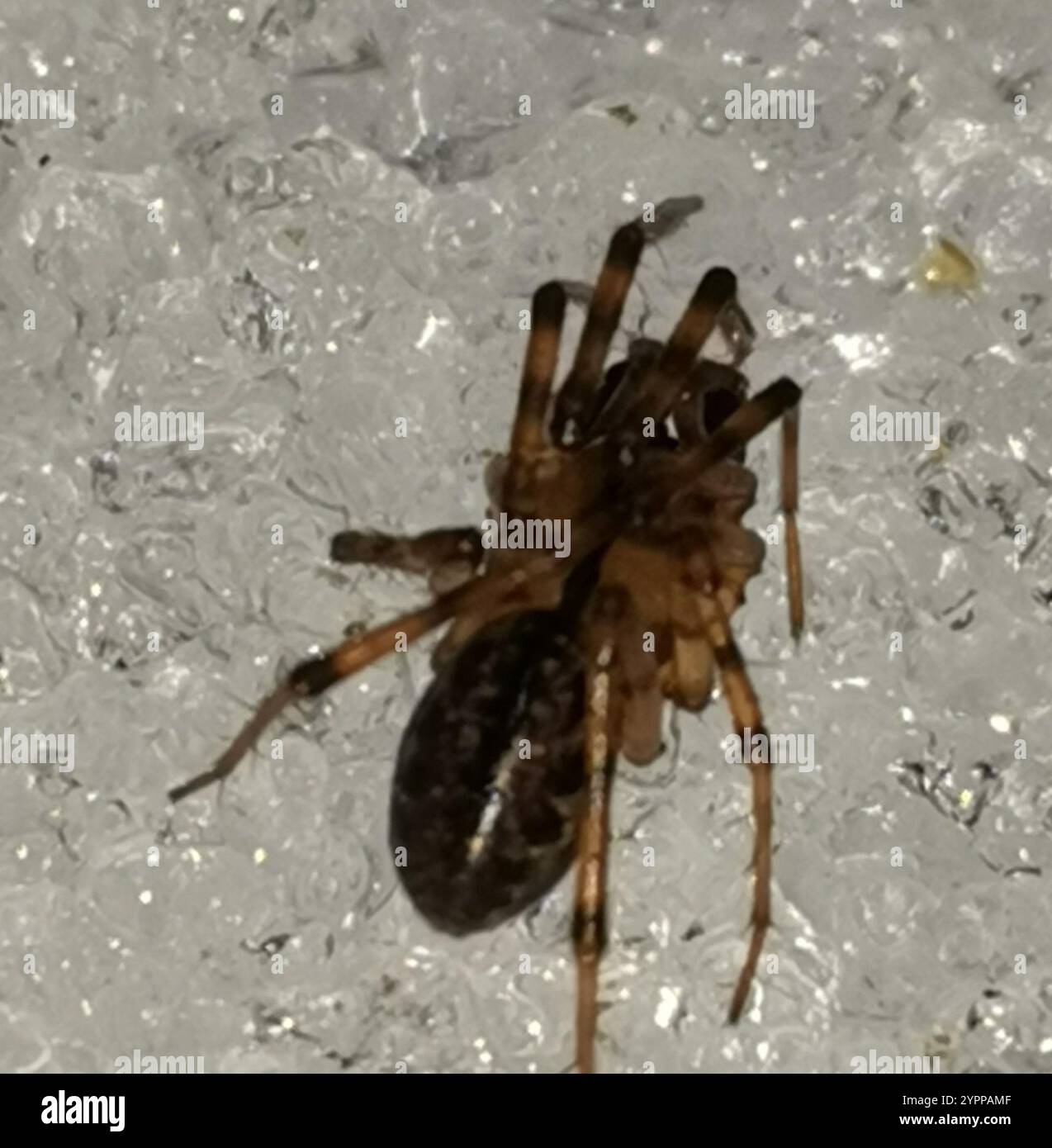 Horse-Head Spider (Stemonyphantes lineatus Stock Photo - Alamy