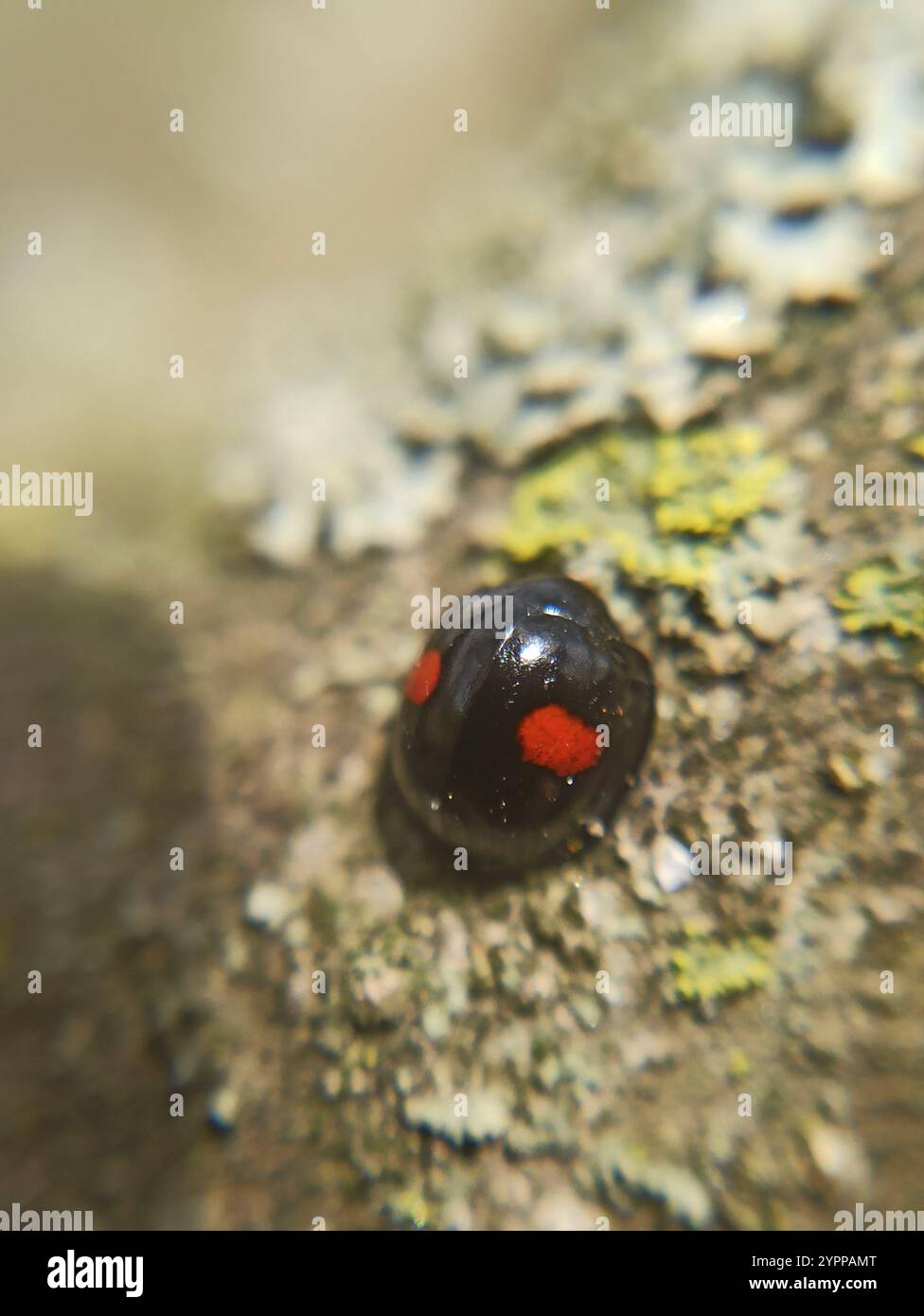 Kidney-spot Ladybird (Chilocorus renipustulatus Stock Photo - Alamy