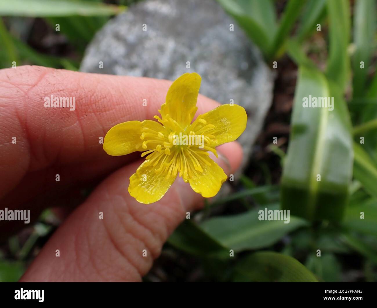 Western Buttercup (Ranunculus occidentalis Stock Photo - Alamy