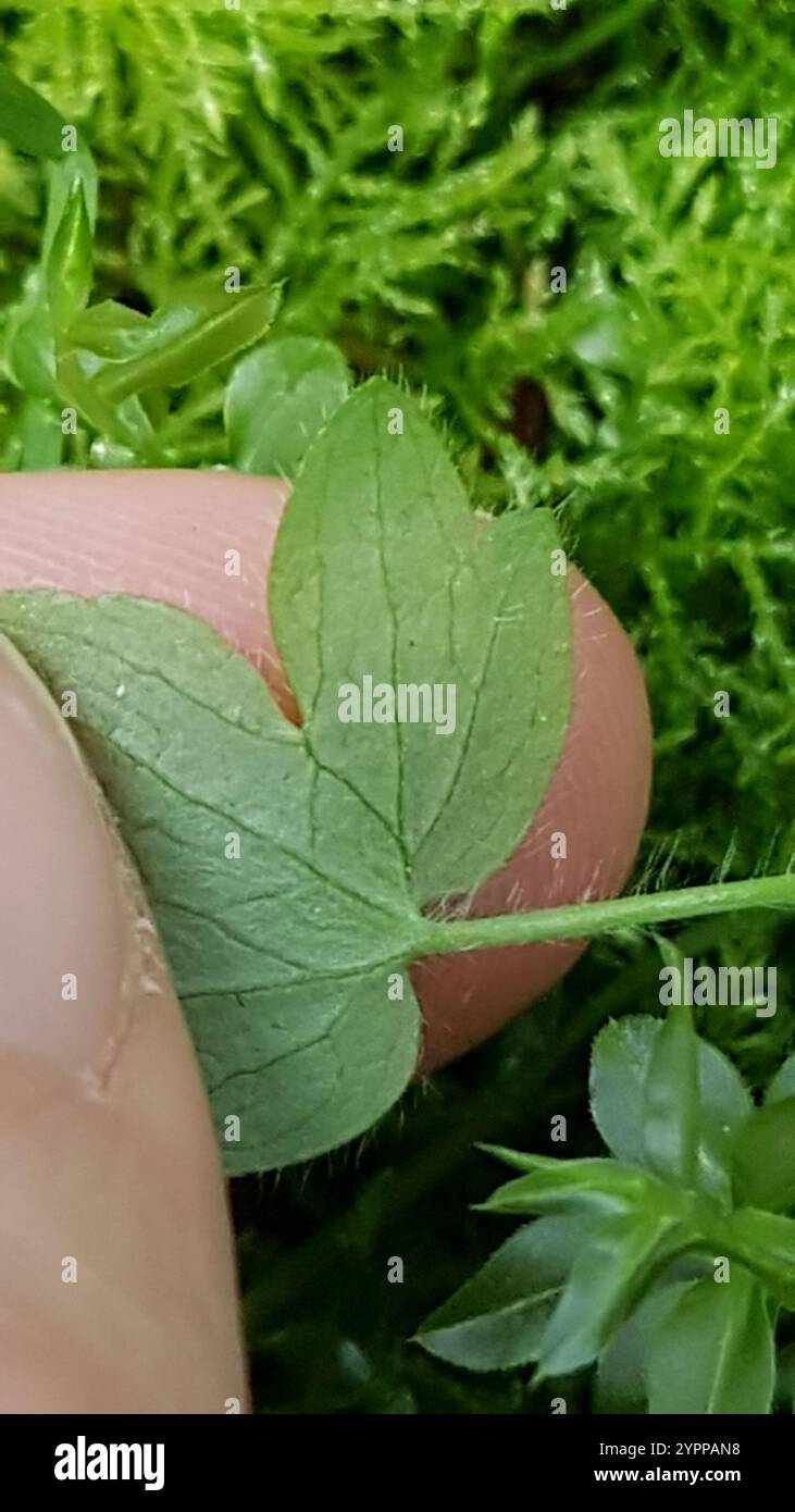 woodland buttercup (Ranunculus uncinatus Stock Photo - Alamy