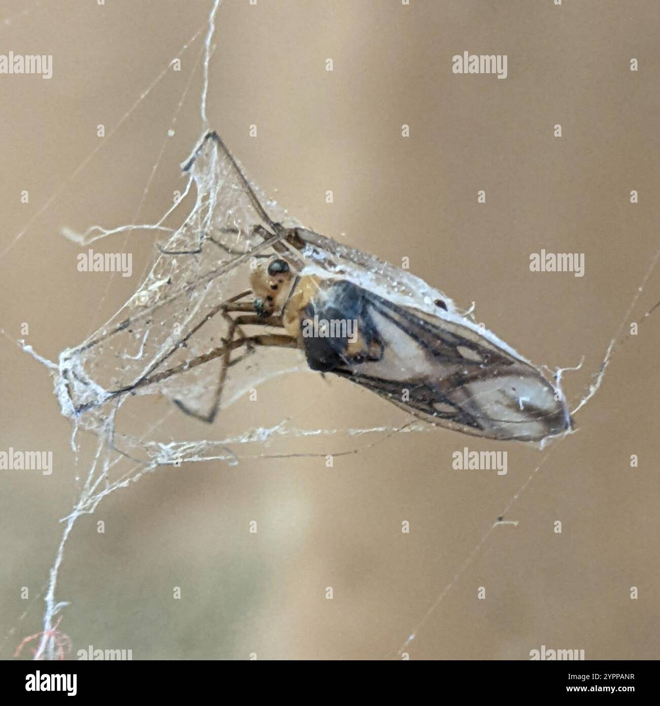 Mesovelia hi-res stock photography and images - Alamy