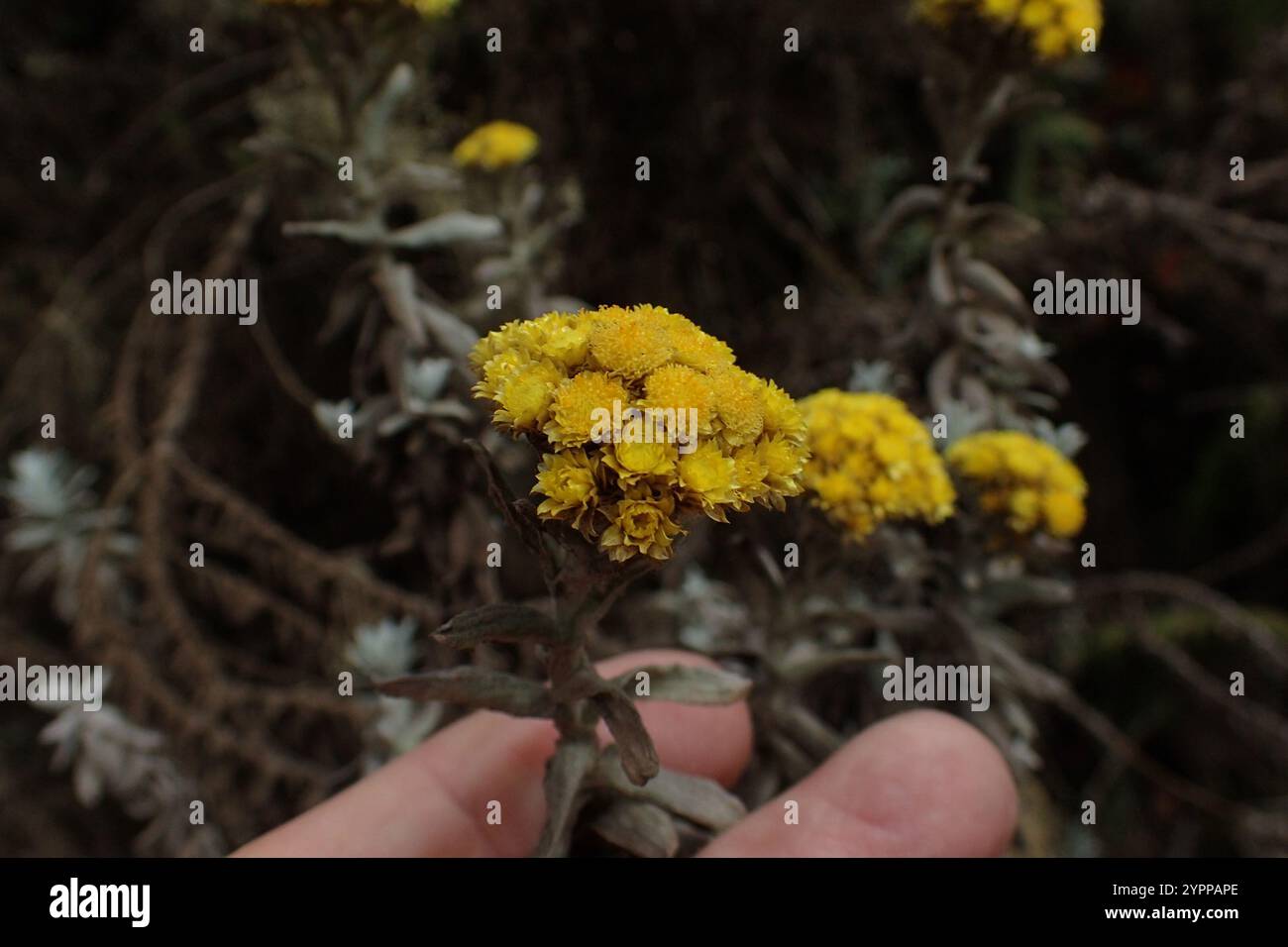 Cape Gold Everlasting (Helichrysum splendidum Stock Photo - Alamy