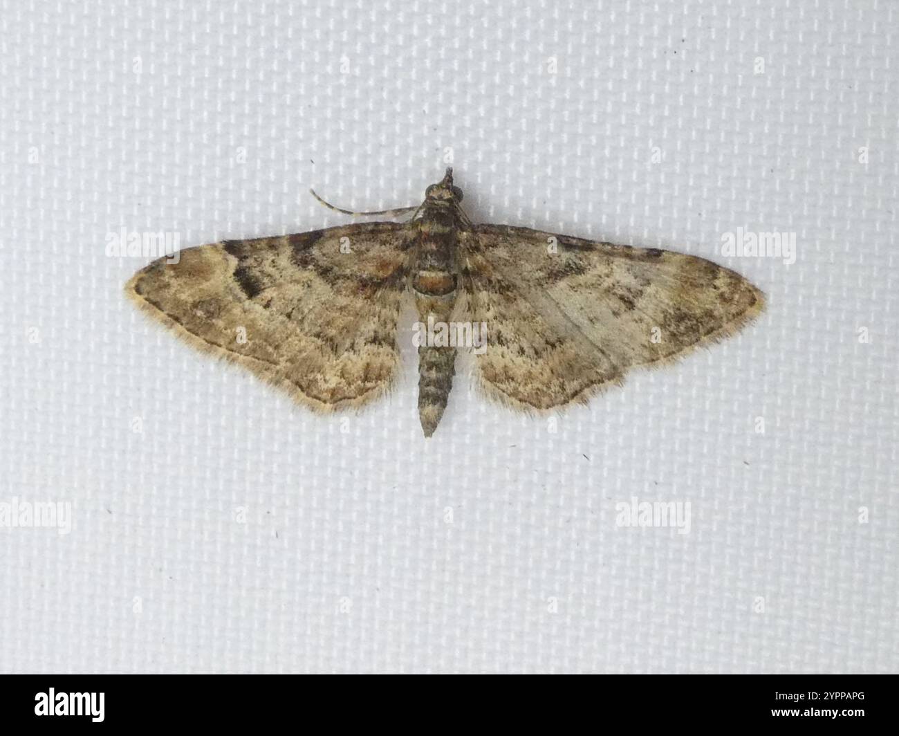 Gymnoscelis rufifasciata hi-res stock photography and images - Alamy
