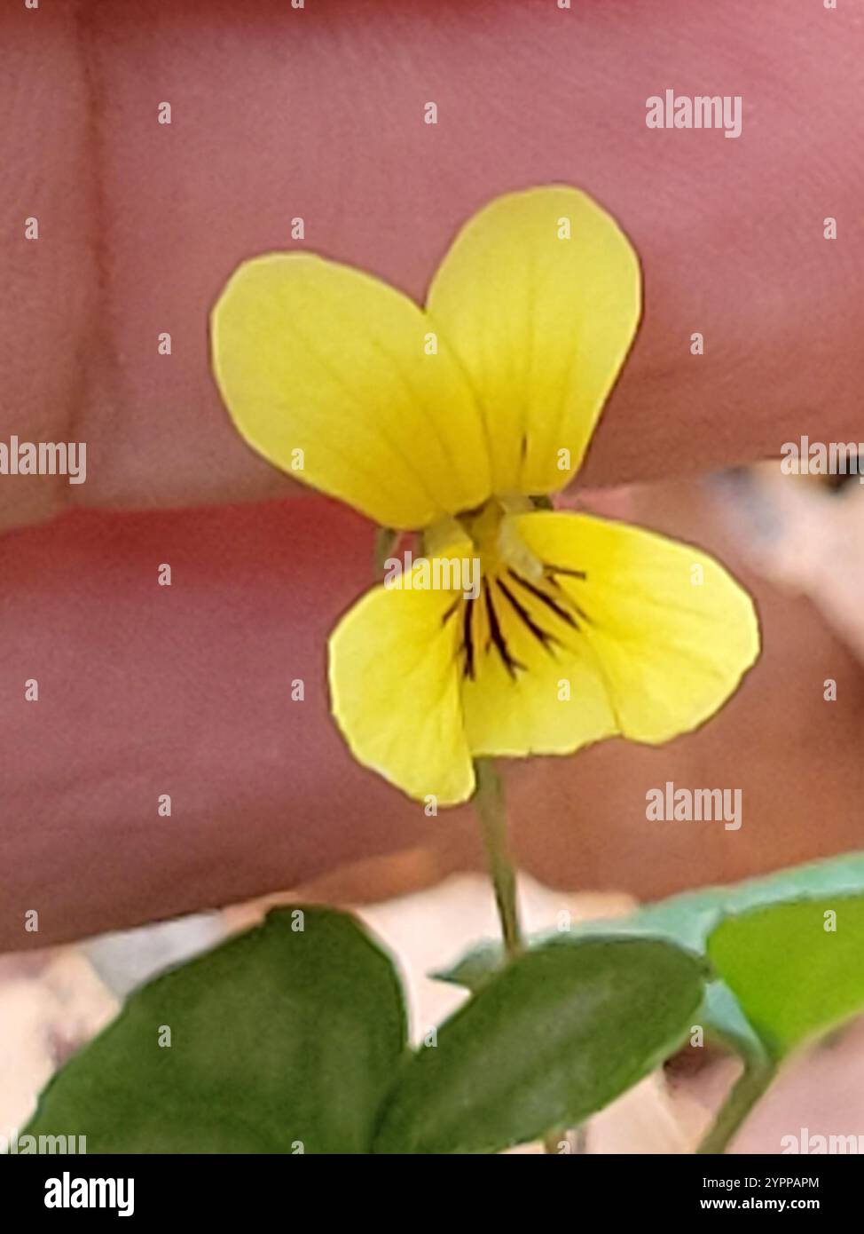 Halberd-leaved violet (Viola hastata Stock Photo - Alamy