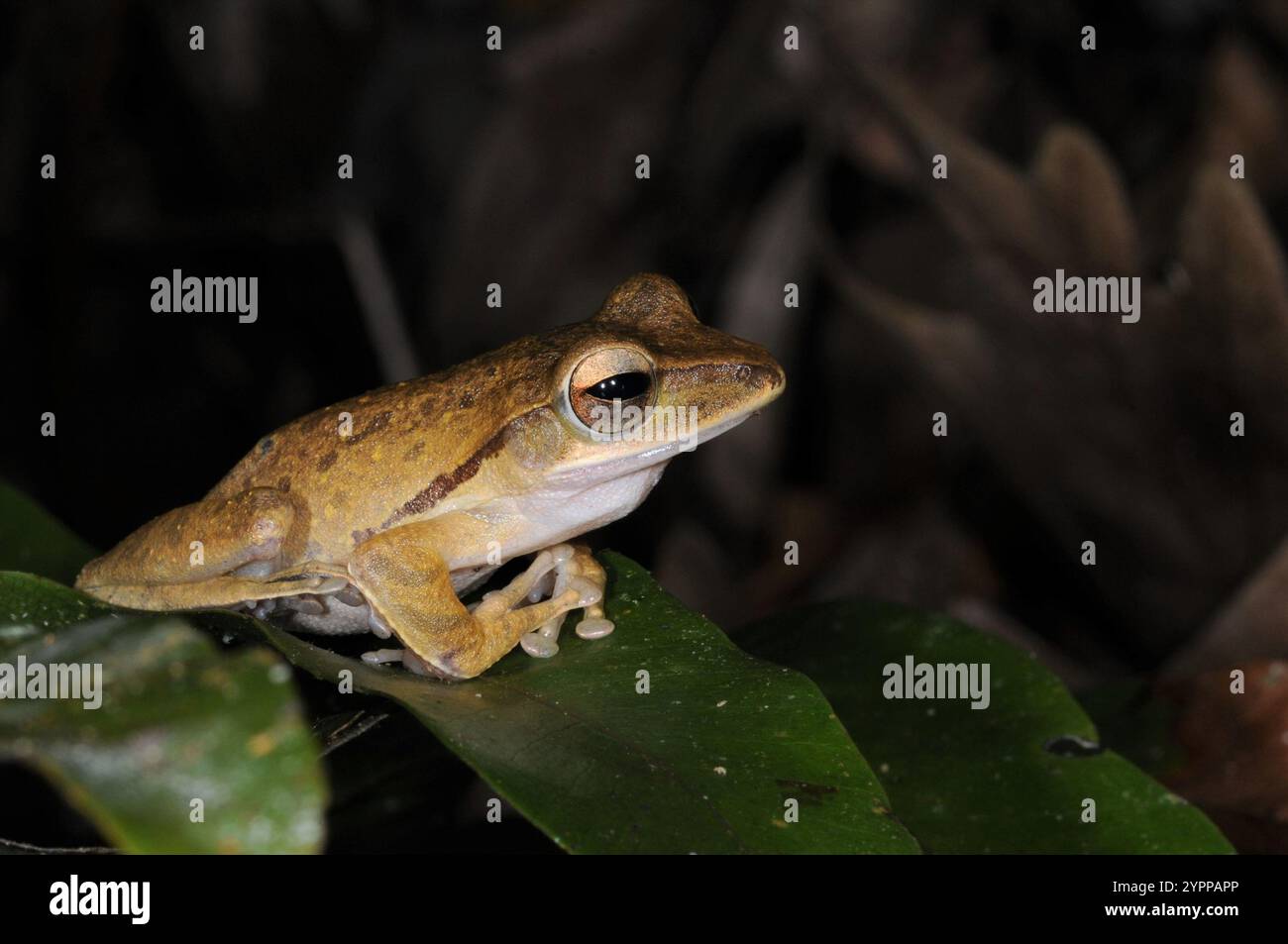 Common Southeast Asian Tree Frog (Polypedates leucomystax Stock Photo ...