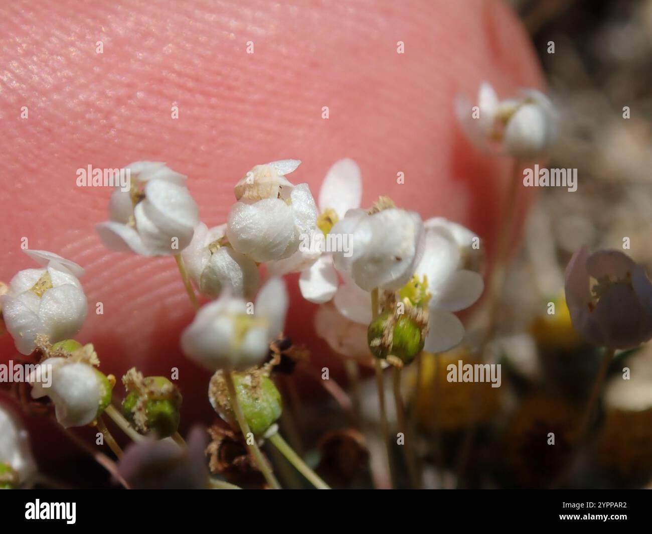 white pygmy-poppy (Canbya candida Stock Photo - Alamy