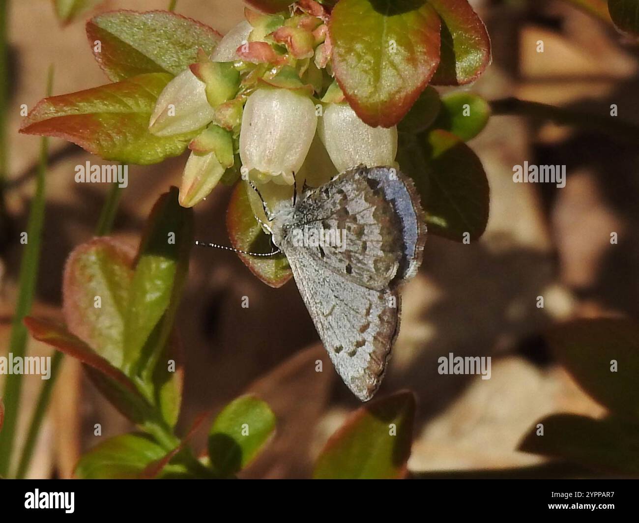Spring Azure (Celastrina ladon Stock Photo - Alamy