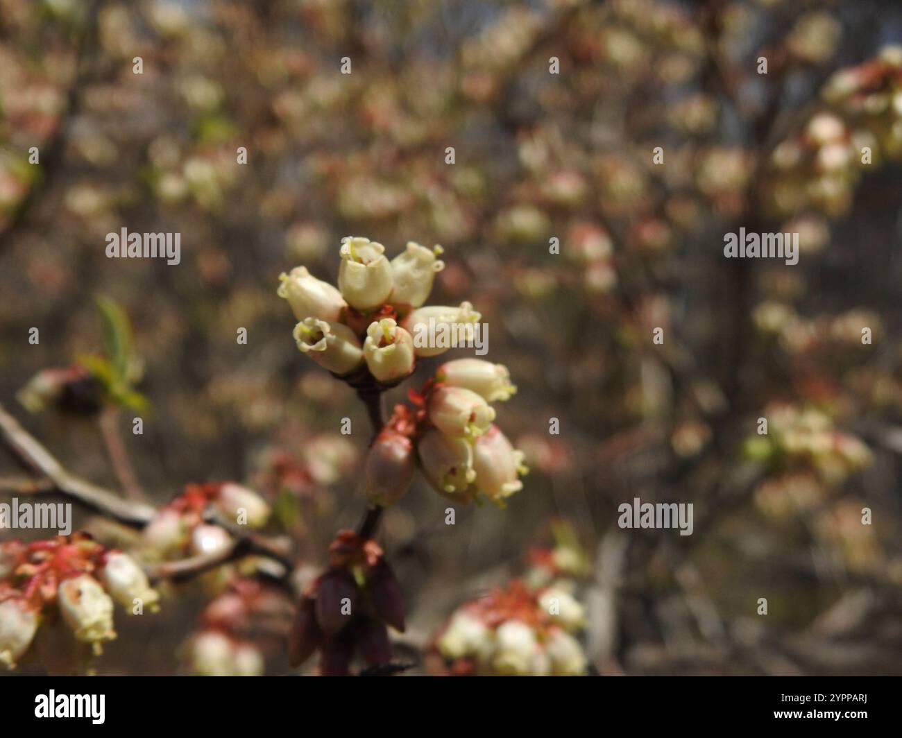 Northern highbush blueberry (Vaccinium corymbosum Stock Photo - Alamy