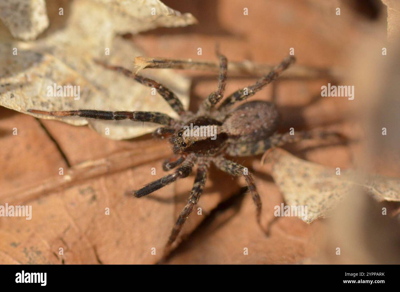 Brush-legged Spiders (Schizocosa Stock Photo - Alamy