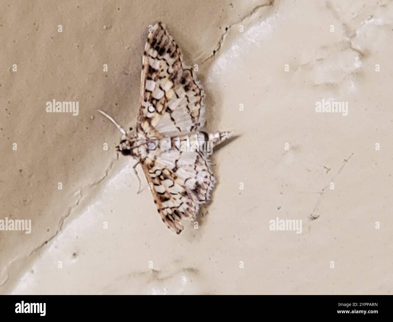 Stained-glass Moth (Samea castellalis Stock Photo - Alamy