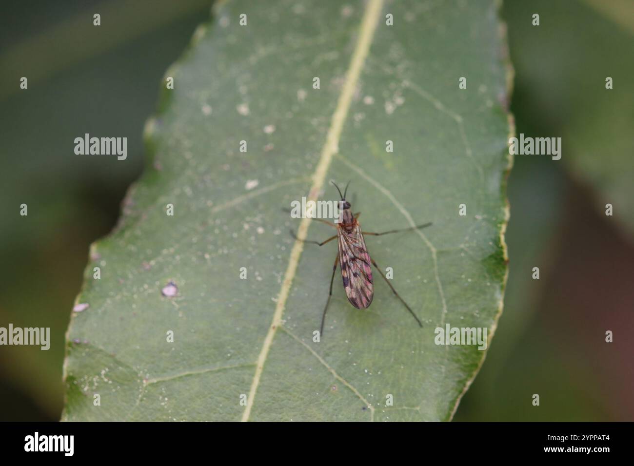 Window Gnat (Sylvicola fenestralis Stock Photo - Alamy