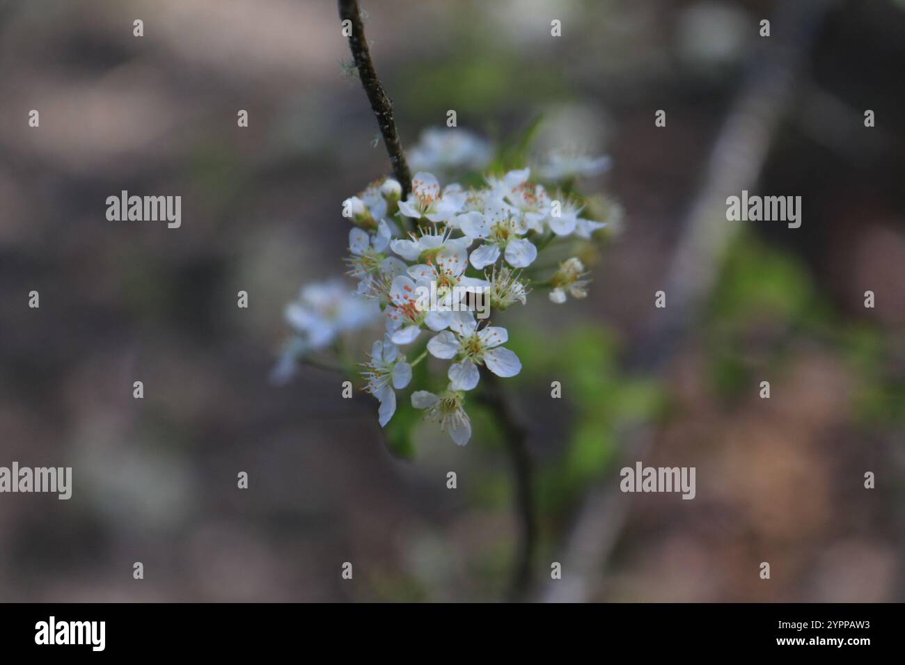 Bitter cherry (Prunus emarginata Stock Photo - Alamy