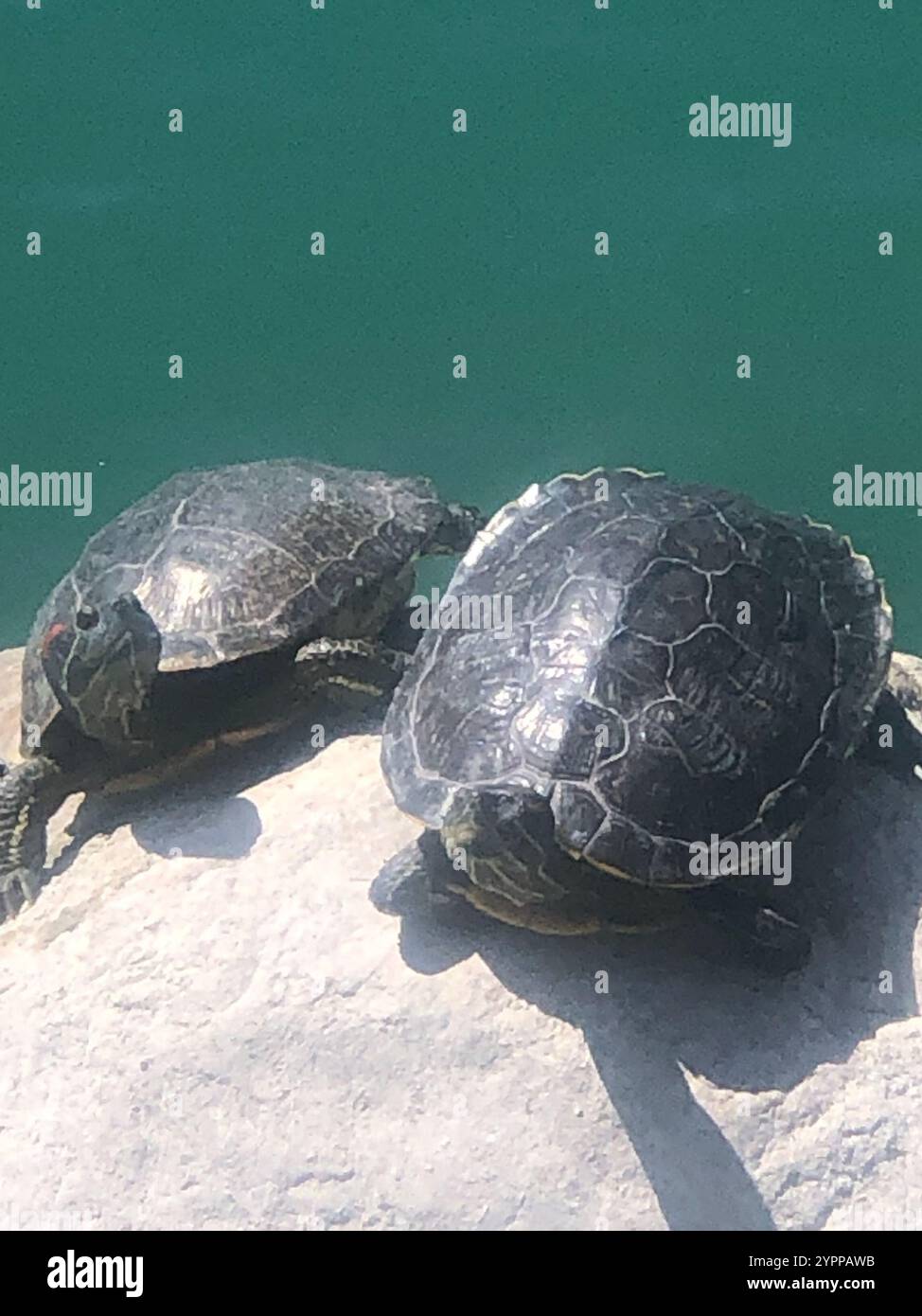 Red-eared Slider (Trachemys scripta elegans Stock Photo - Alamy