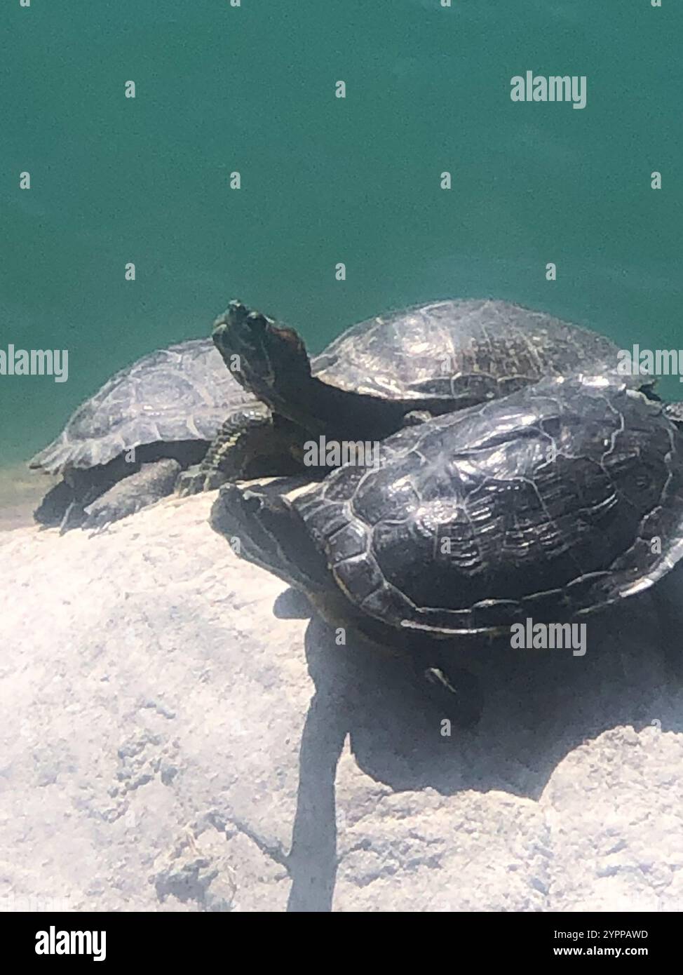 Red-eared Slider (Trachemys scripta elegans Stock Photo - Alamy