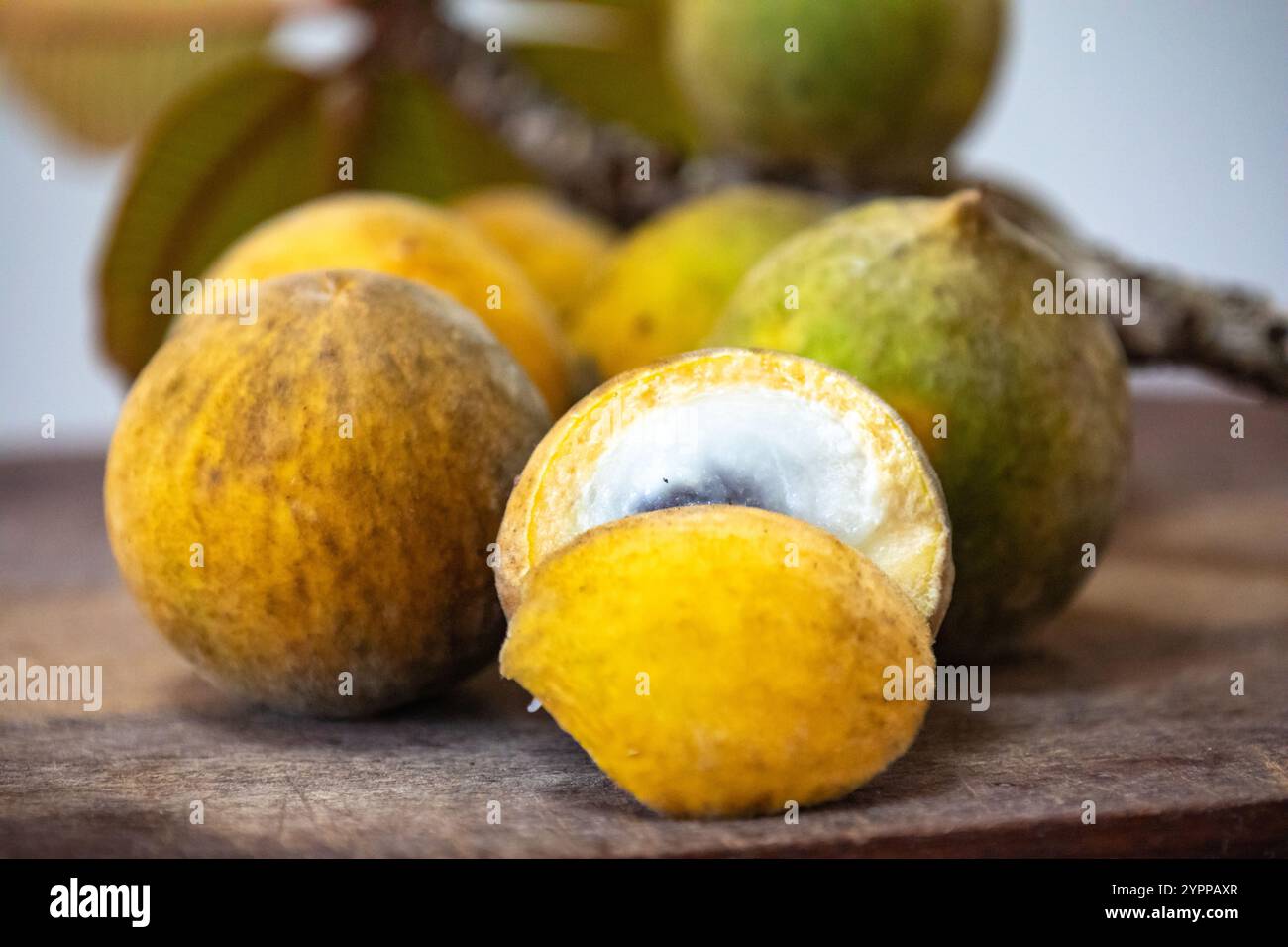 Curriola (Pouteria ramiflora) wild fruit from the Brazilian cerrado ...