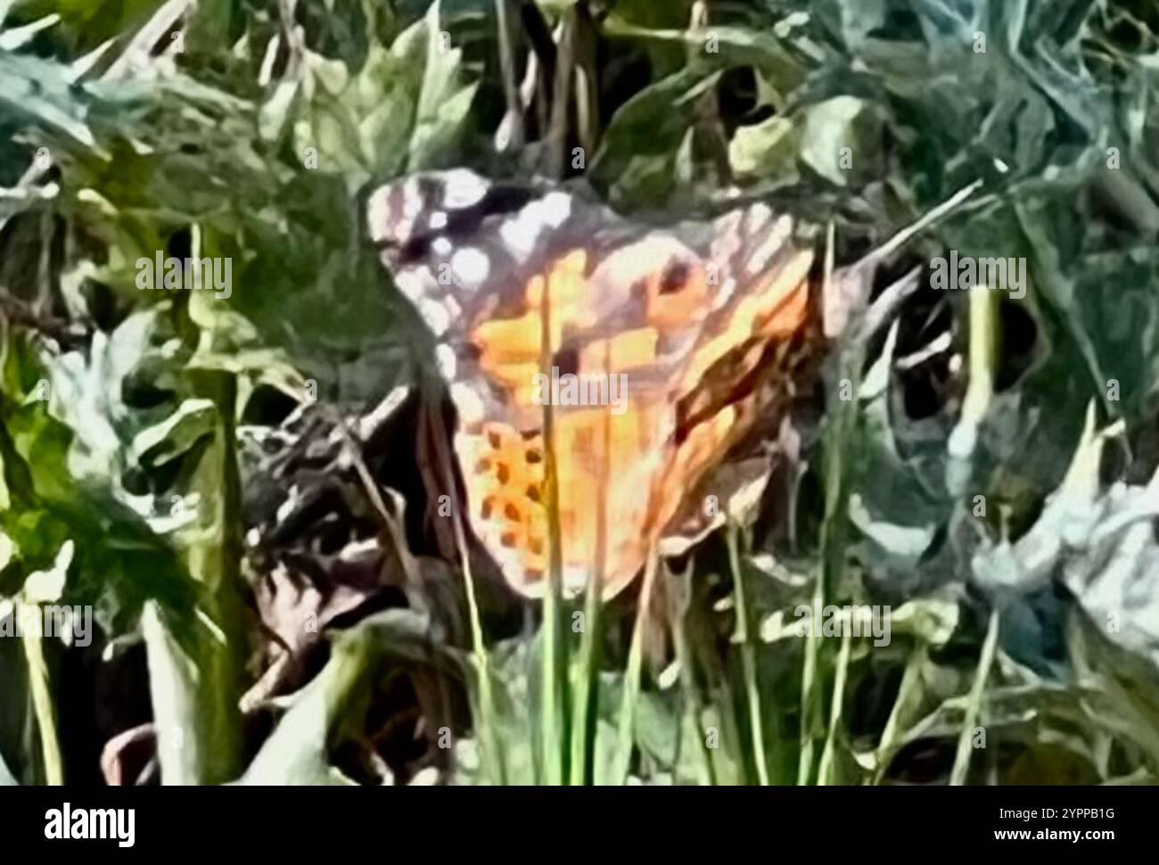 Painted Lady (Vanessa cardui Stock Photo - Alamy