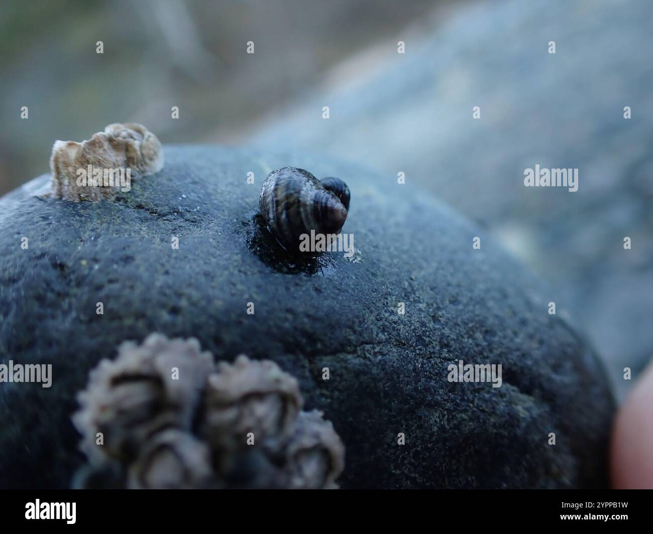 Sitka Periwinkle (Littorina sitkana Stock Photo - Alamy
