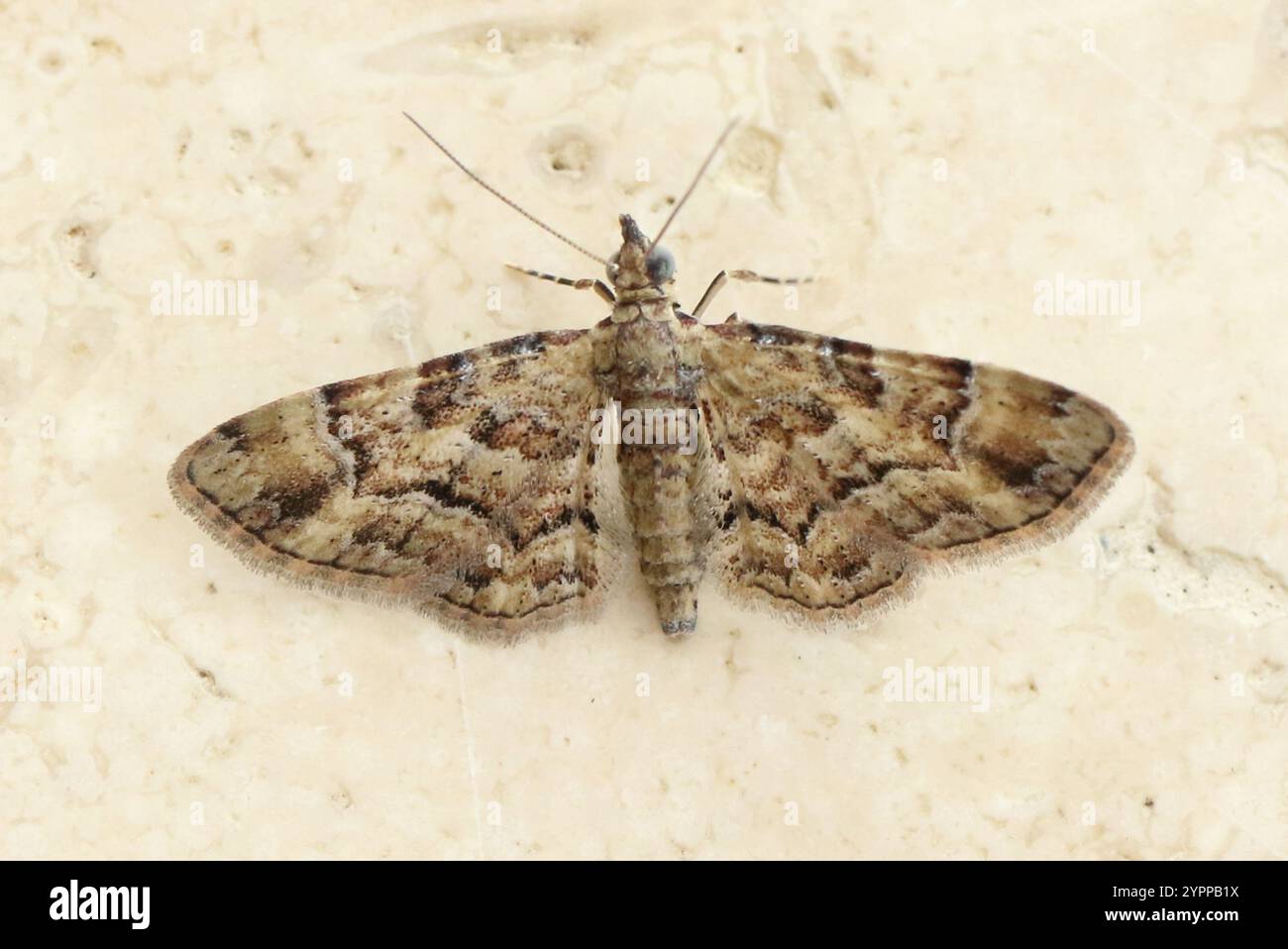 Lophopus hi-res stock photography and images - Alamy