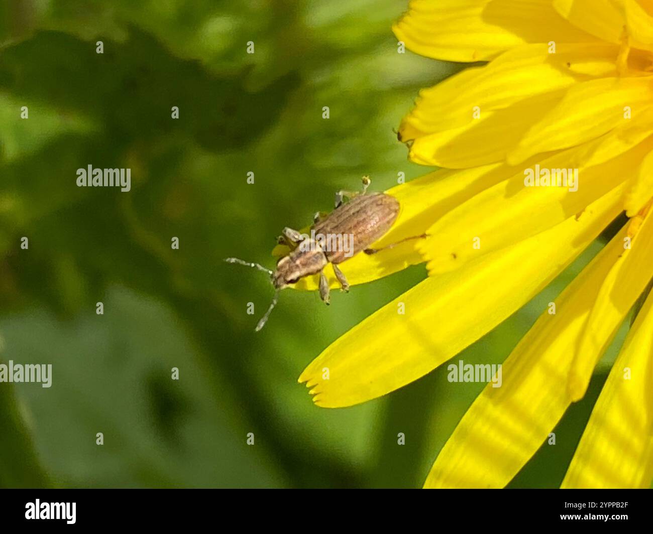 Pea Weevil (Sitona lineatus Stock Photo - Alamy