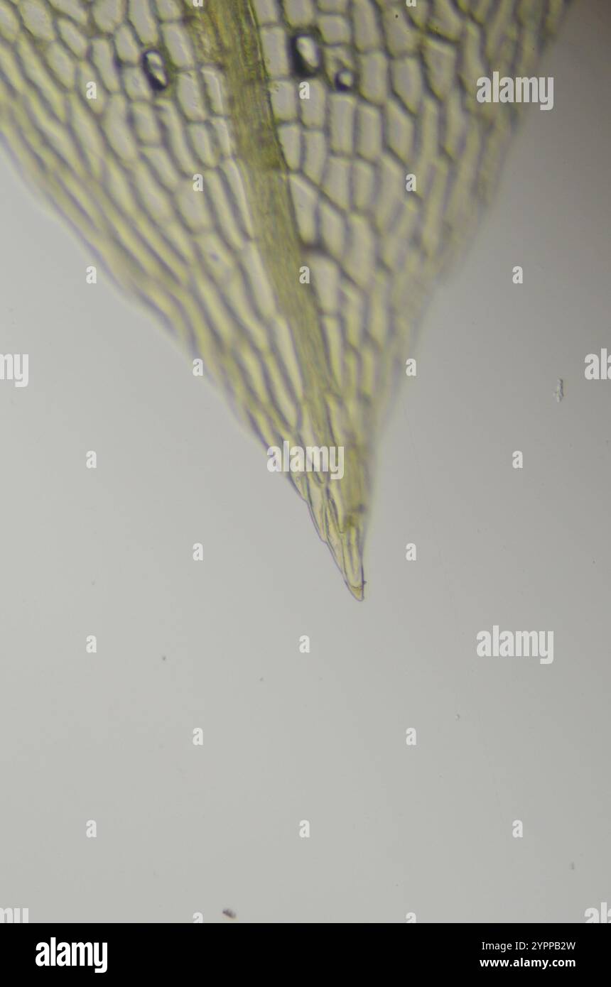 common bladder moss (Physcomitrium pyriforme Stock Photo - Alamy