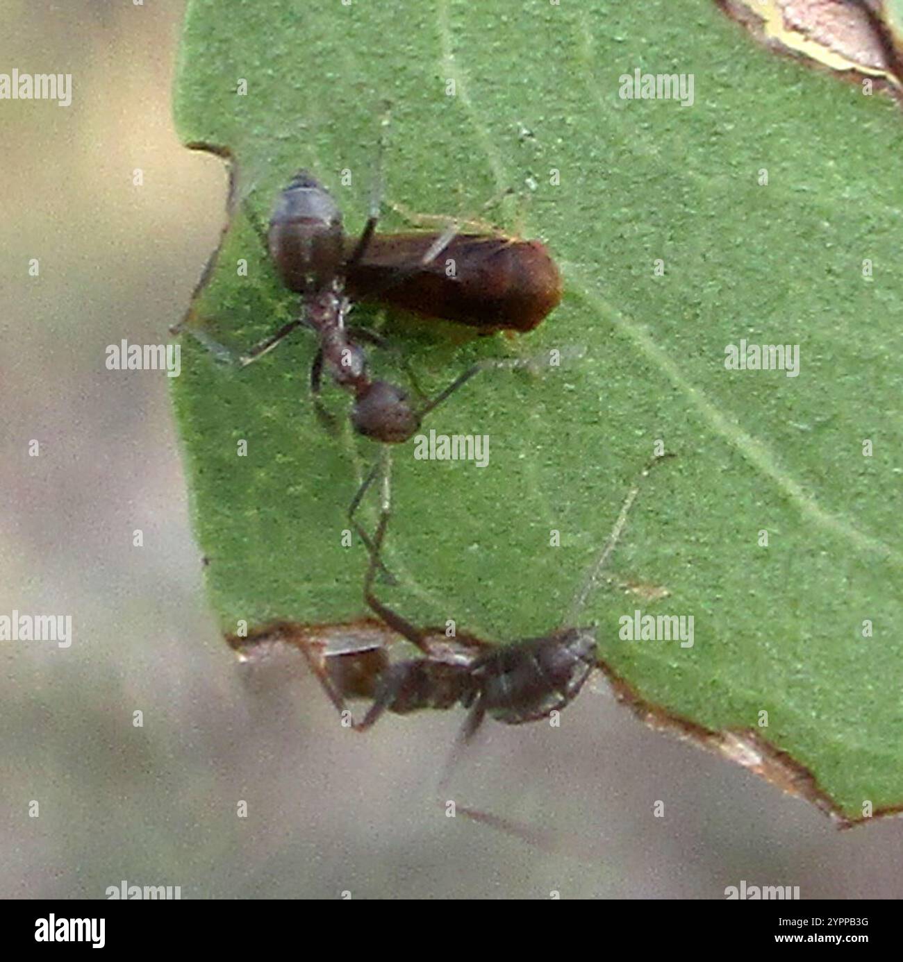 Pugnacious Ants and Allies (Anoplolepis Stock Photo - Alamy