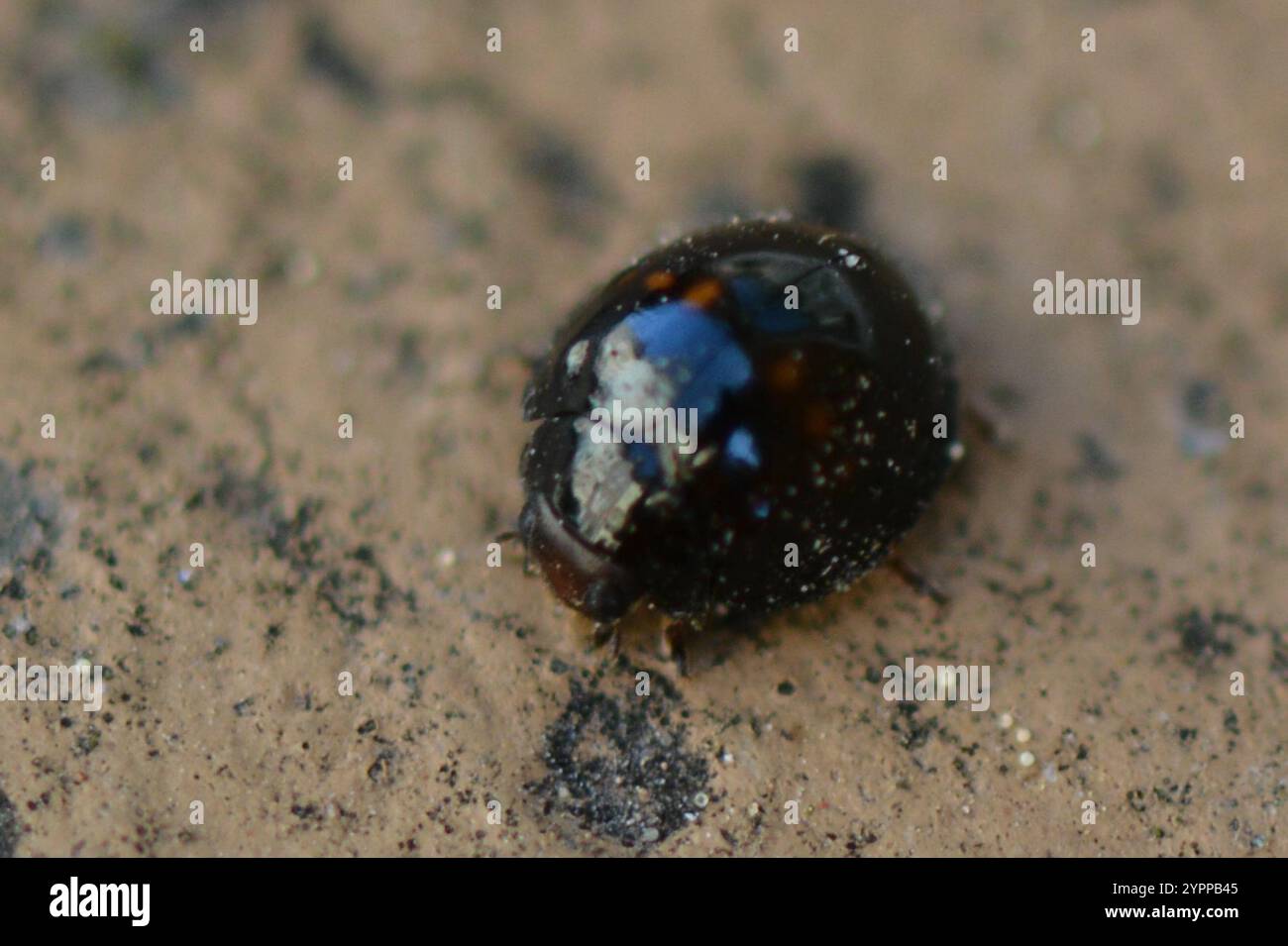 Heather Ladybird (Chilocorus bipustulatus Stock Photo - Alamy