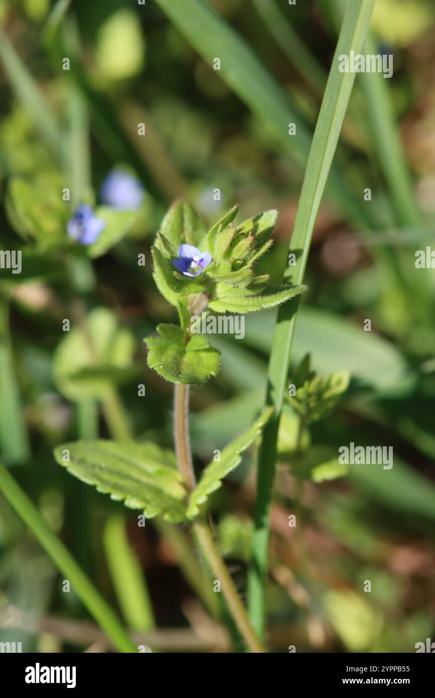 corn speedwell (Veronica arvensis Stock Photo - Alamy