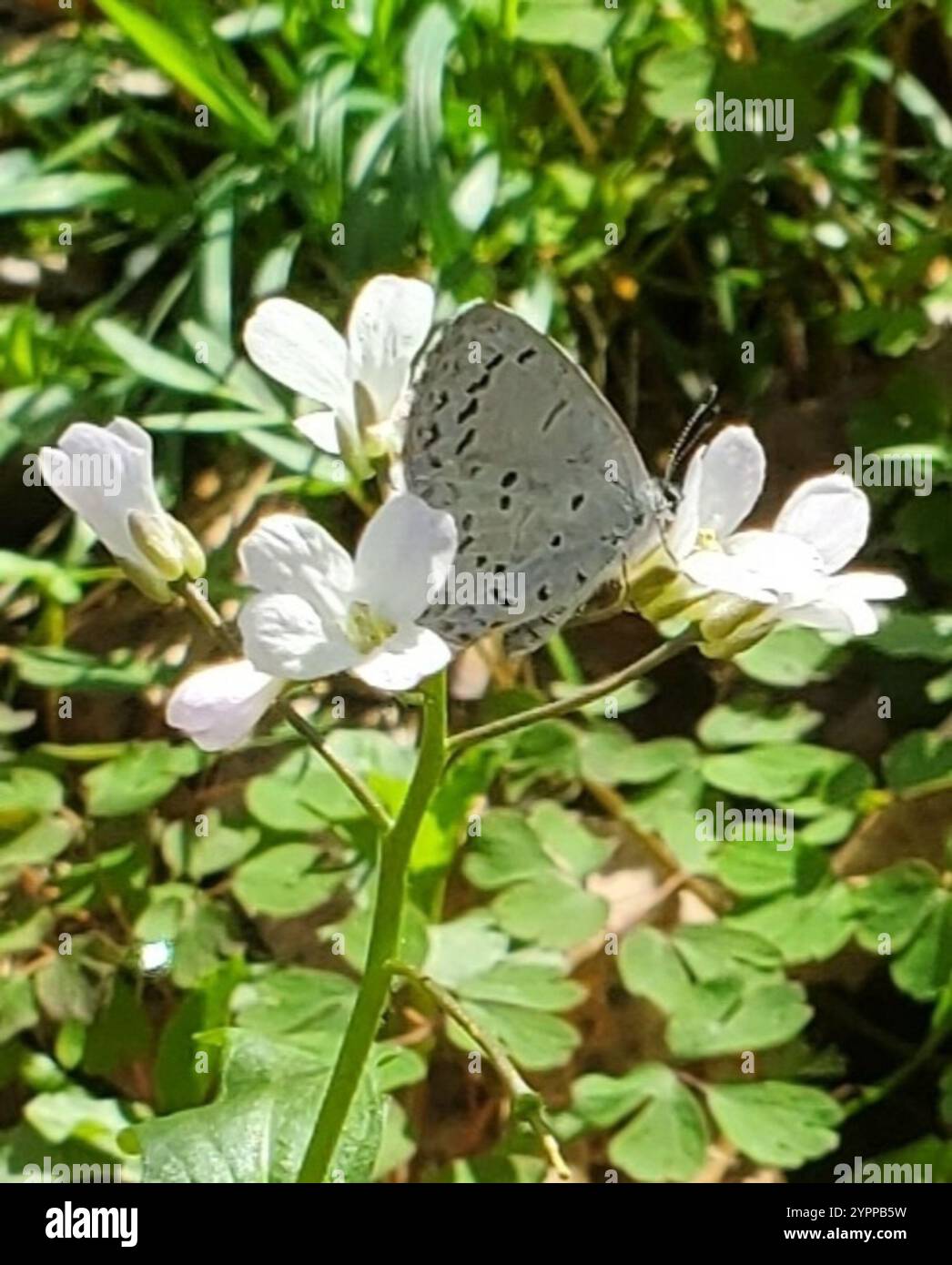 Spring Azure (Celastrina ladon Stock Photo - Alamy