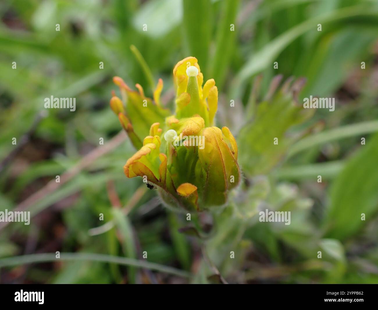 golden Indian paintbrush (Castilleja levisecta Stock Photo - Alamy