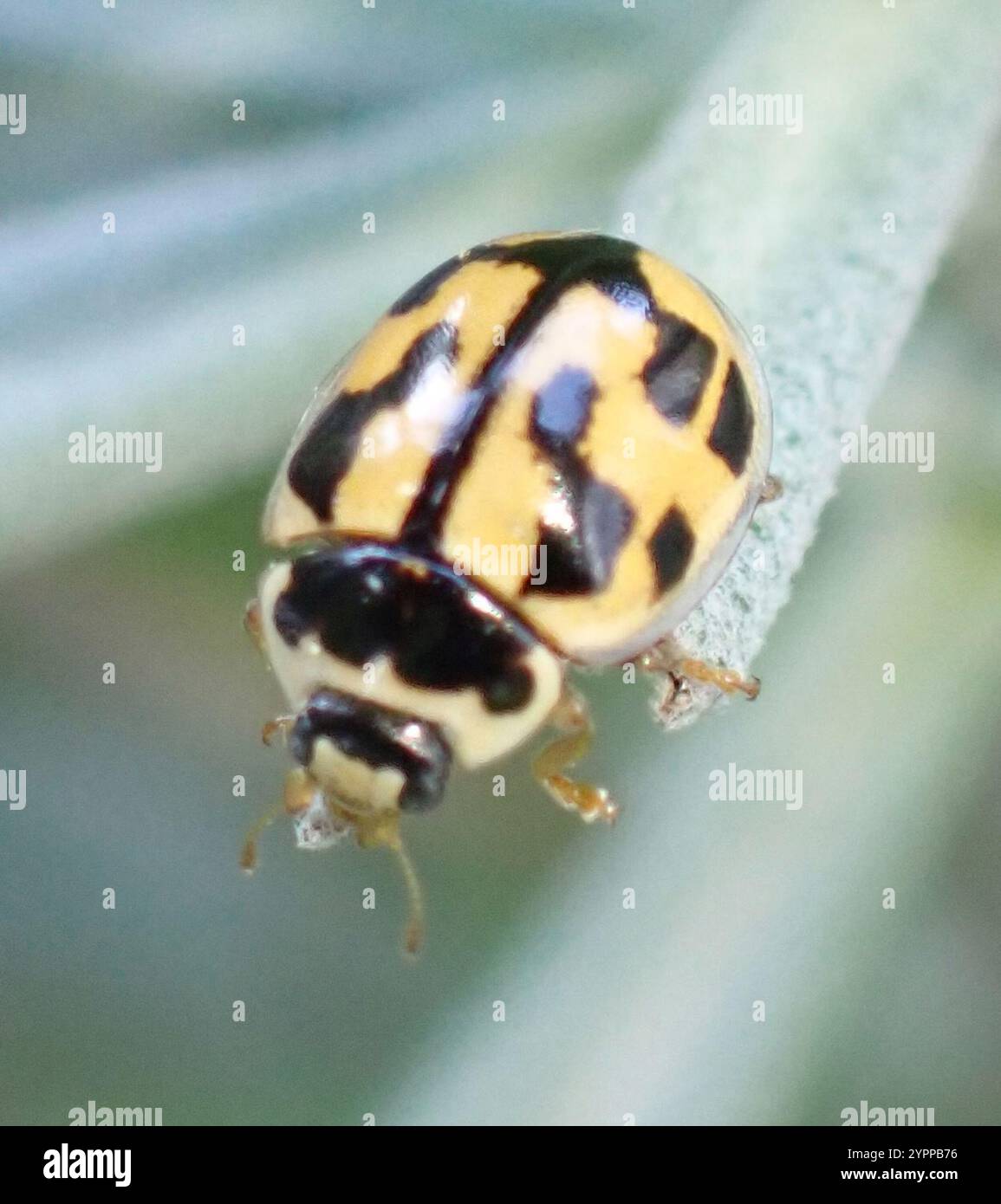 Fourteen-spotted Lady Beetle (Propylea quatuordecimpunctata Stock Photo ...
