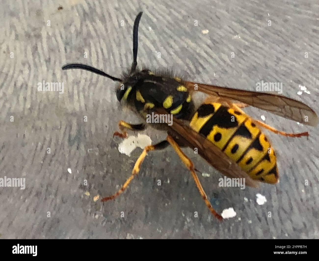 German Yellowjacket (Vespula germanica Stock Photo - Alamy
