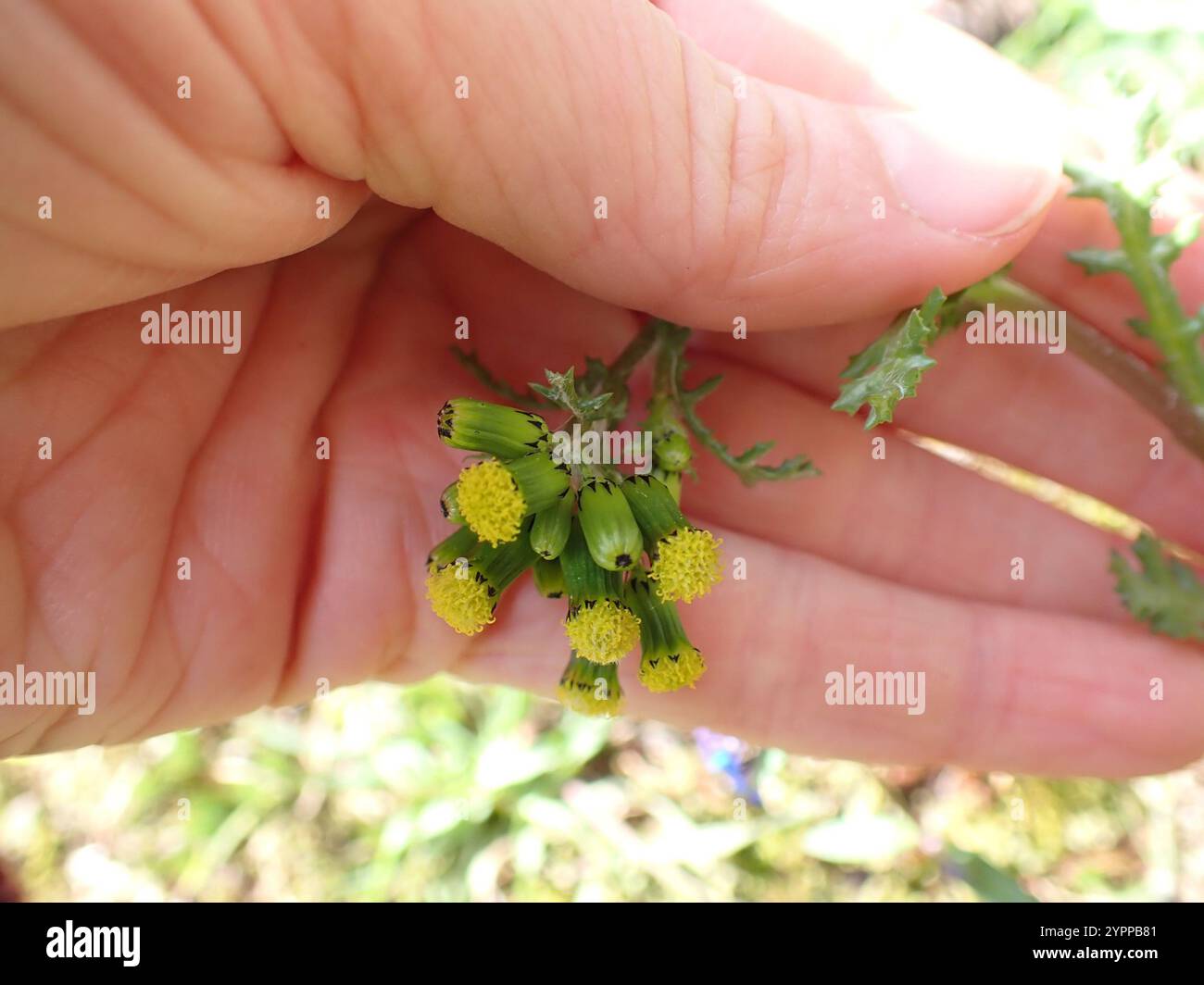 common groundsel (Senecio vulgaris Stock Photo - Alamy