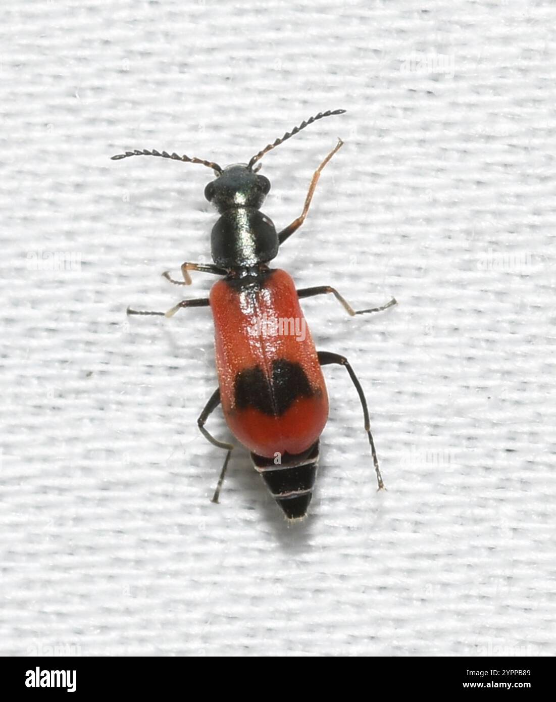 Eurasian Red-and-black Melyrid (Anthocomus equestris Stock Photo - Alamy