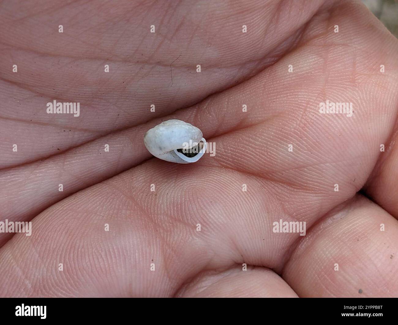 White-lip Globe Snail (Mesodon thyroidus Stock Photo - Alamy