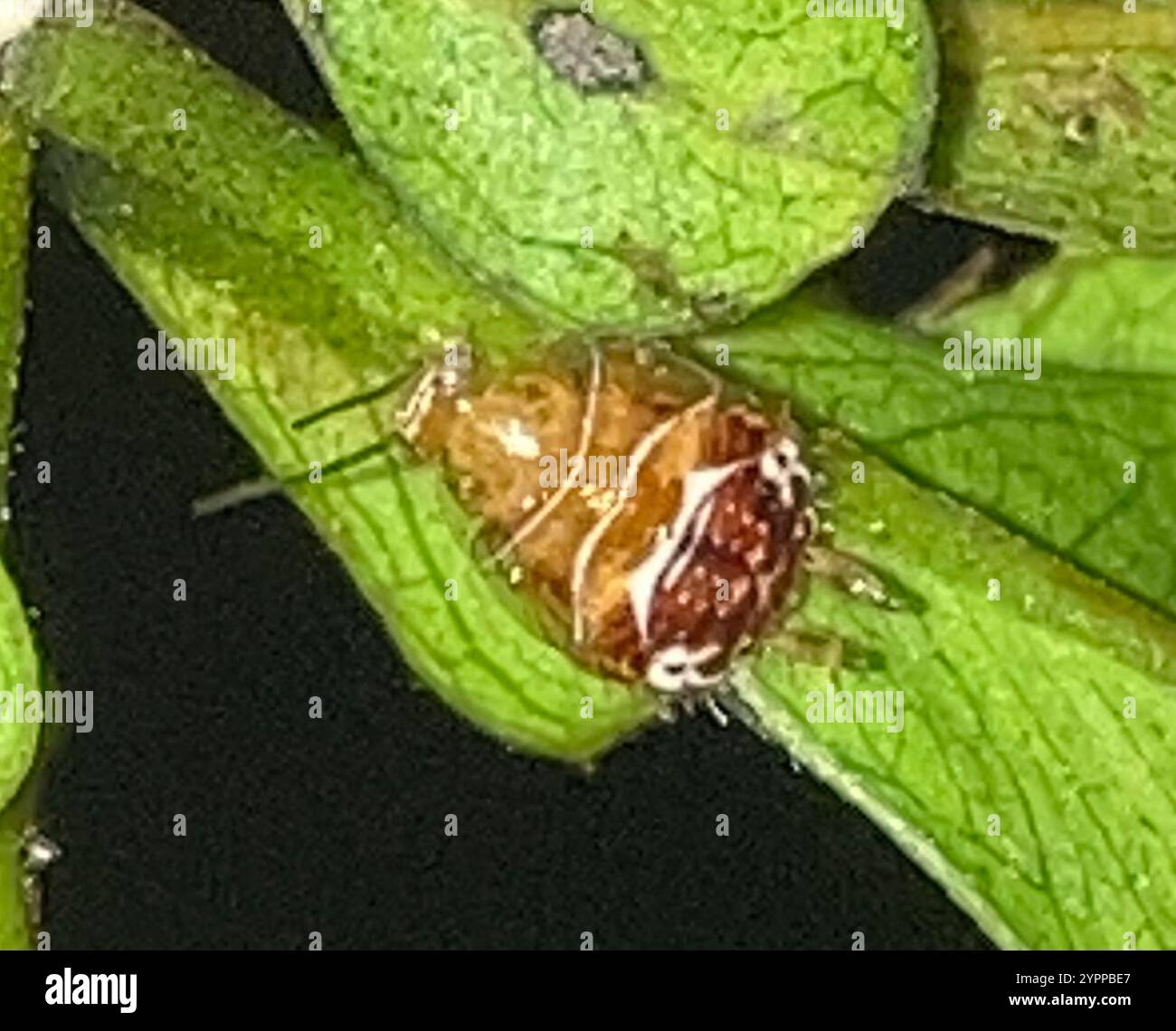 Florida Beetle Cockroach (Plectoptera poeyi Stock Photo - Alamy