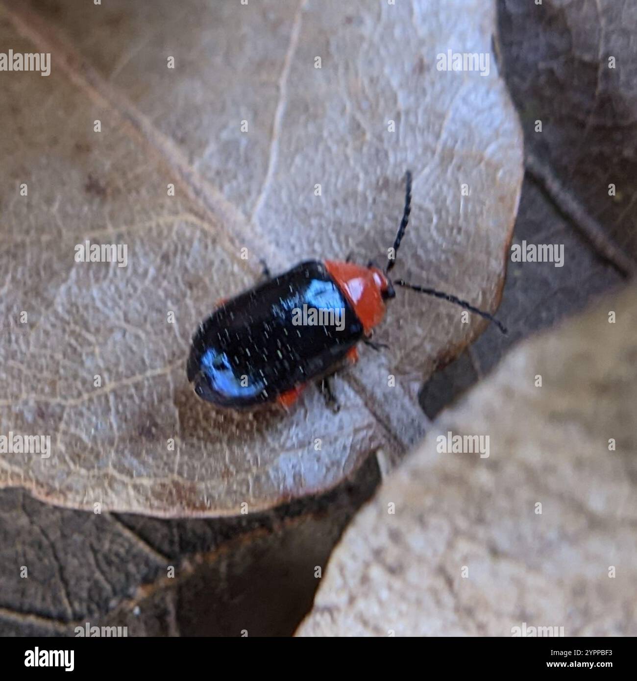 Shiny Flea Beetle (Asphaera lustrans Stock Photo - Alamy