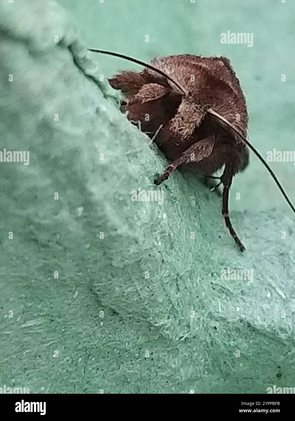 Red Chestnut (Cerastis rubricosa Stock Photo - Alamy