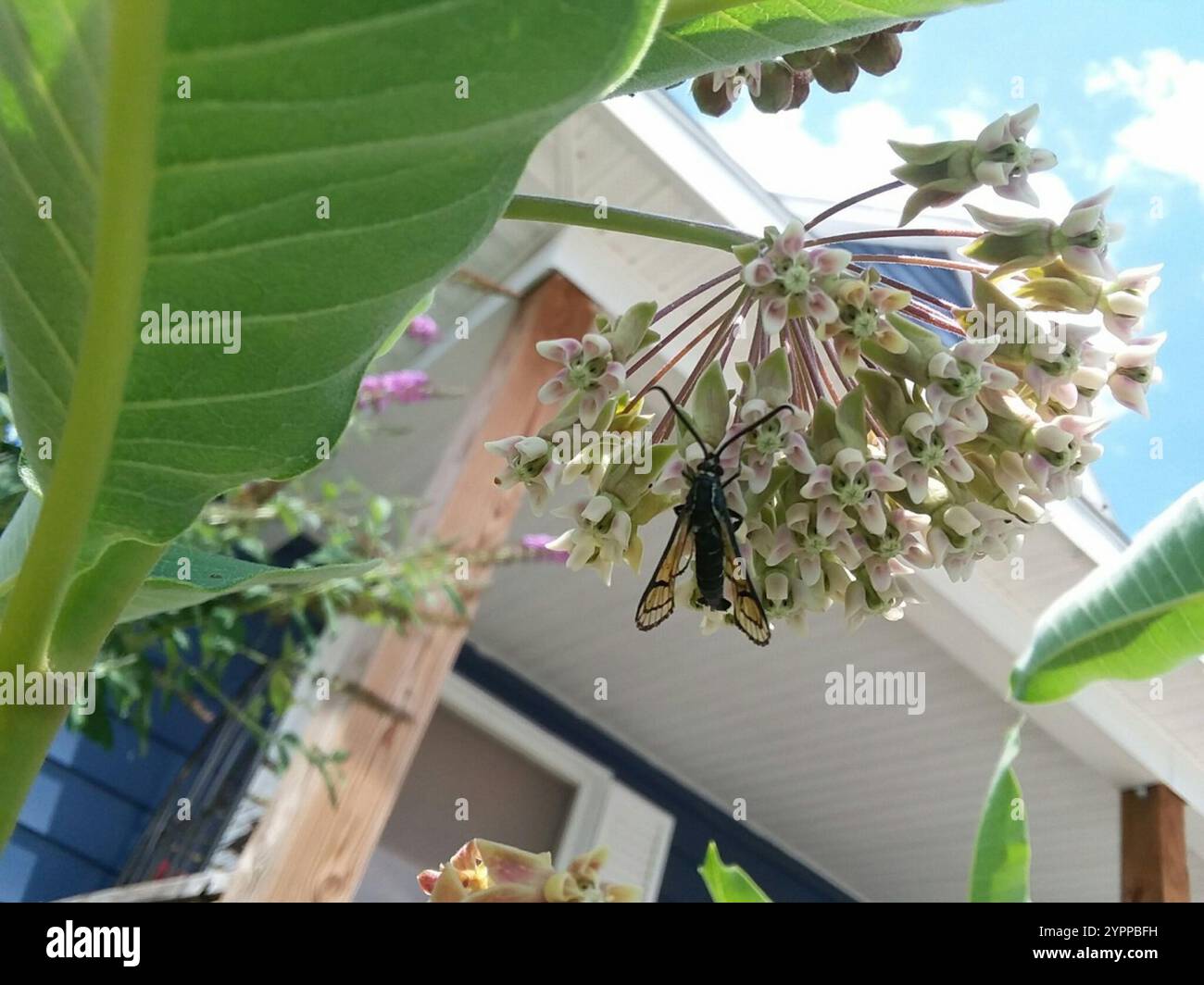 Peachtree Borer Moth (Synanthedon exitiosa Stock Photo - Alamy