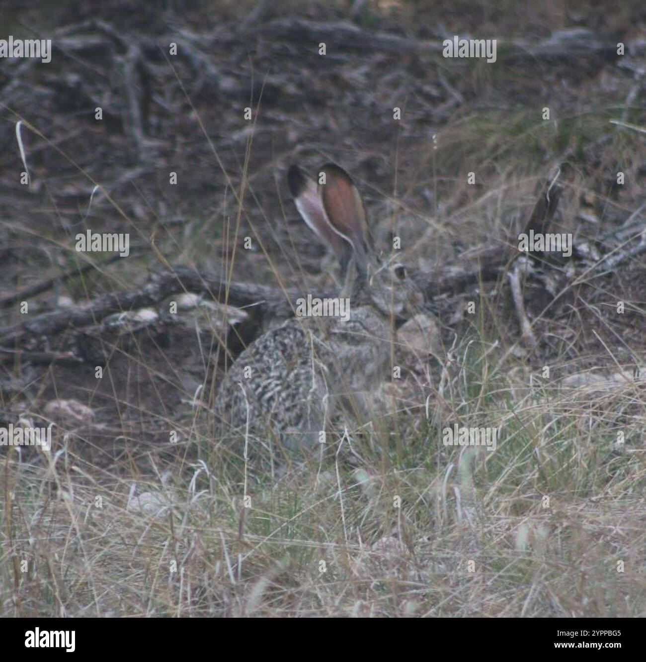 Black-tailed Jackrabbit (Lepus californicus Stock Photo - Alamy