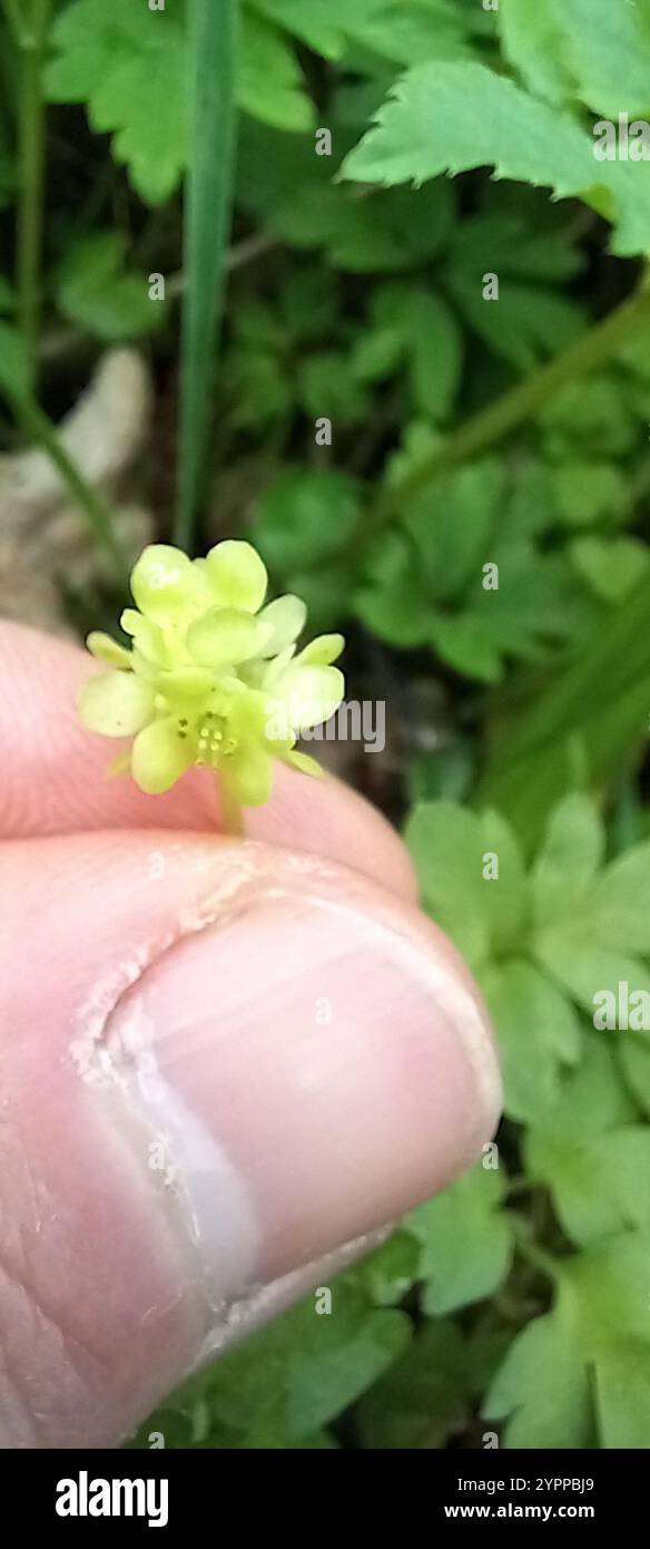 Moschatel (Adoxa moschatellina Stock Photo - Alamy