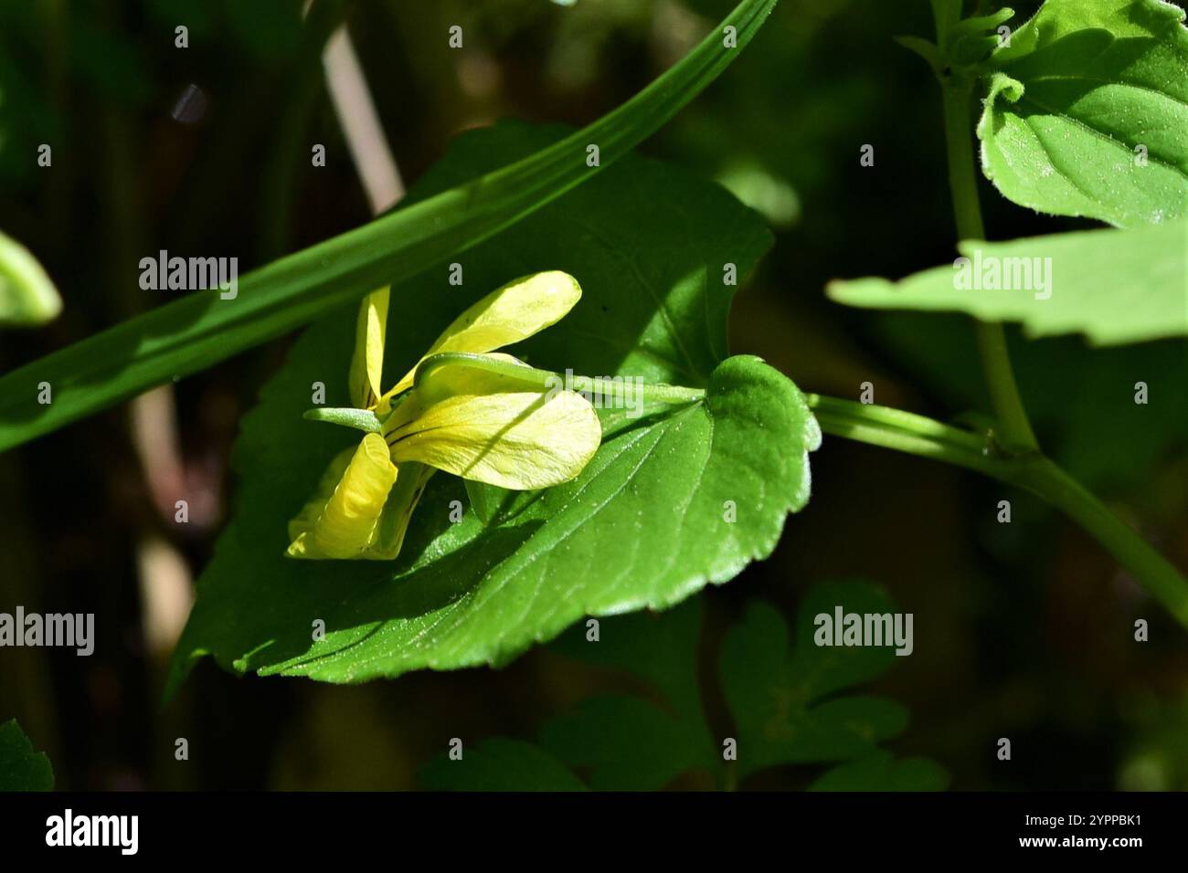 stream violet (Viola glabella Stock Photo - Alamy