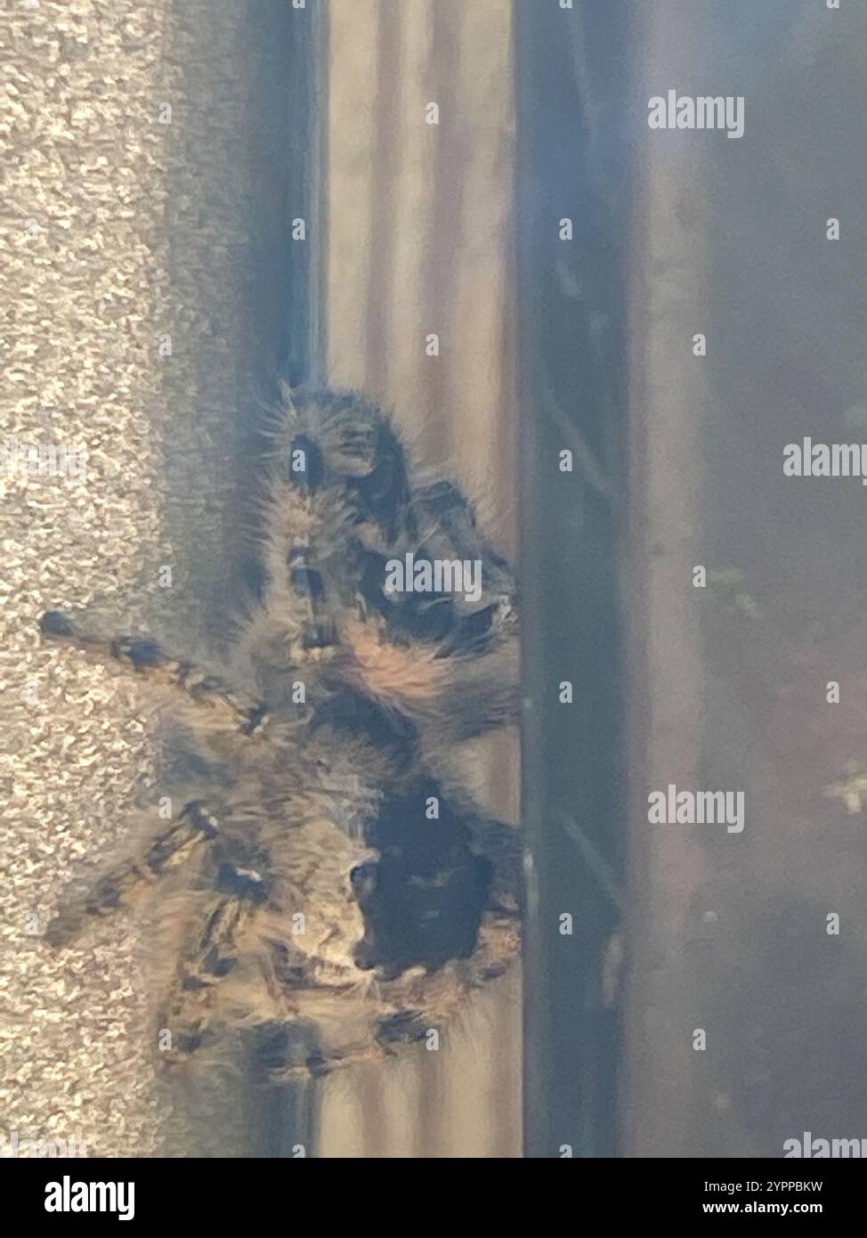 canopy jumping spider (Phidippus otiosus Stock Photo - Alamy