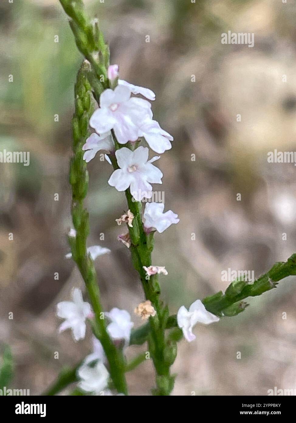 Texas vervain hi-res stock photography and images - Alamy