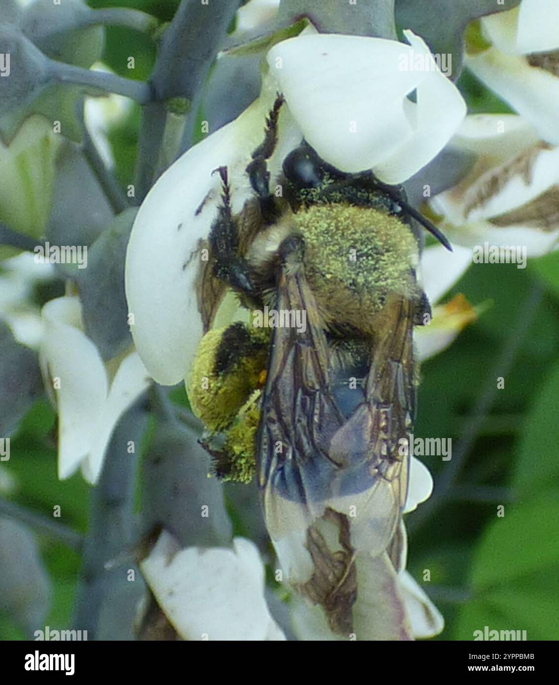 Blueberry Digger Bee (Habropoda laboriosa Stock Photo - Alamy