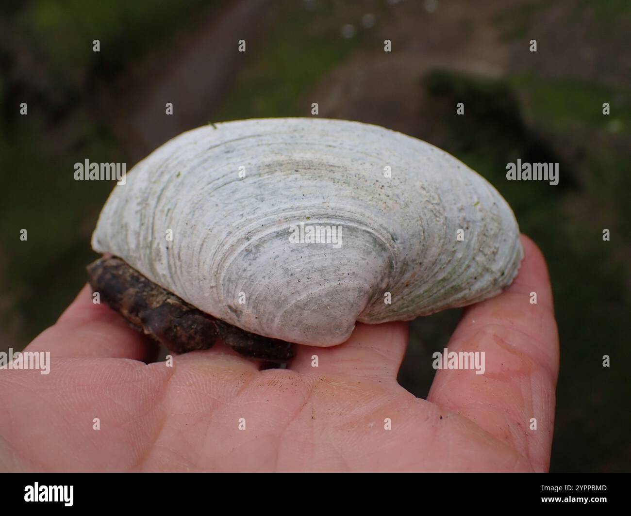 Butter Clam (Saxidomus gigantea Stock Photo - Alamy